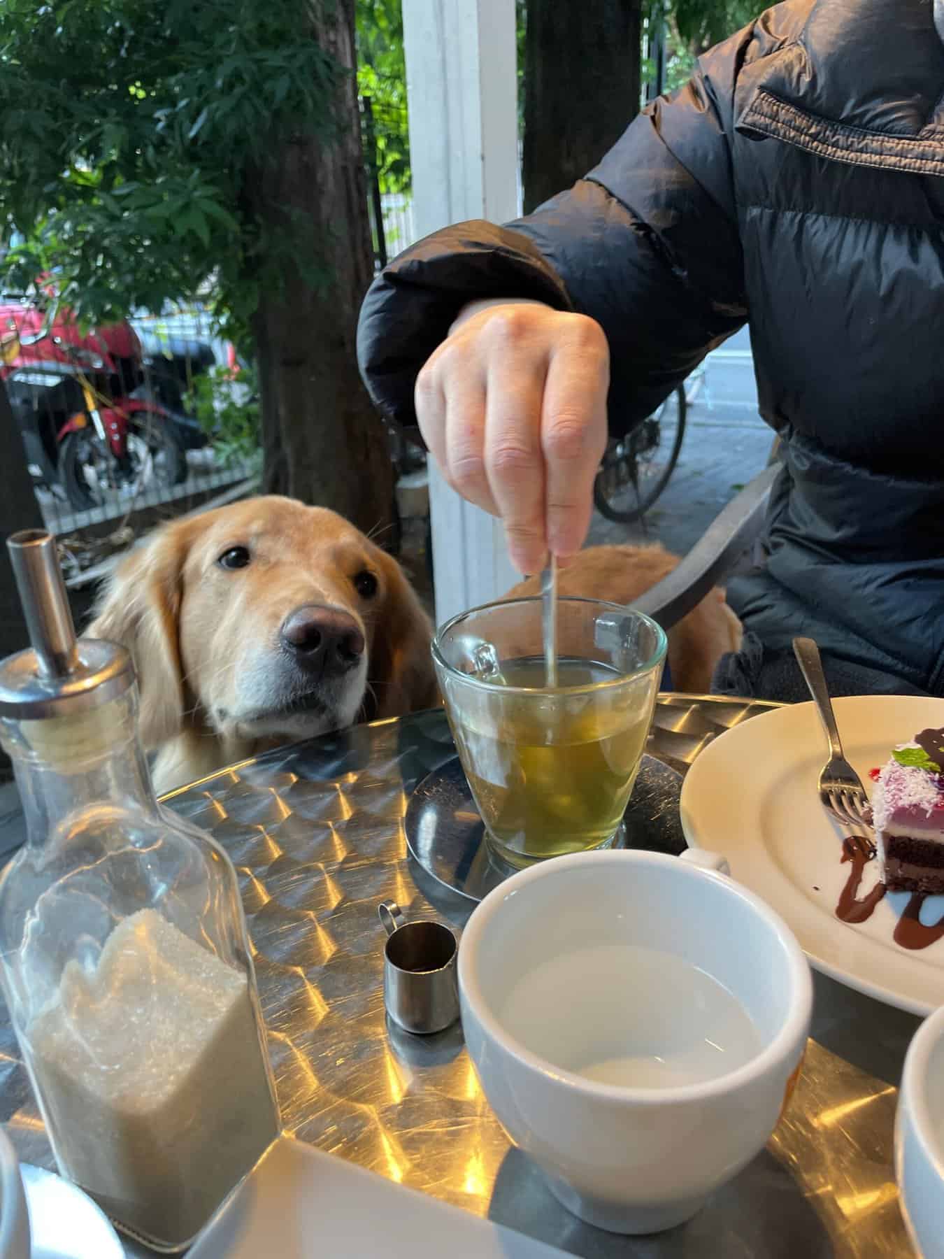 KICK BACK CAFEで心も身体もリフレッシュ！ | もふもふウォーカー